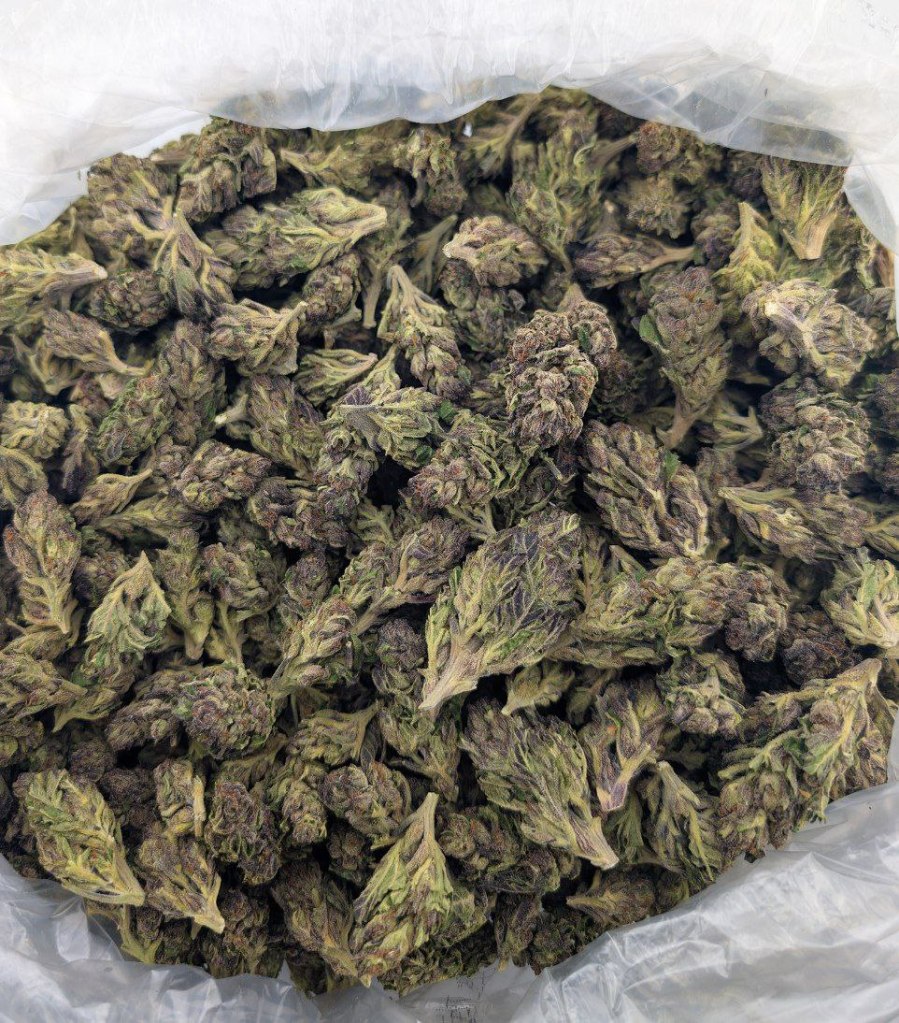 Light Dep Bigs – Queen Tetra's Exclusive Menu